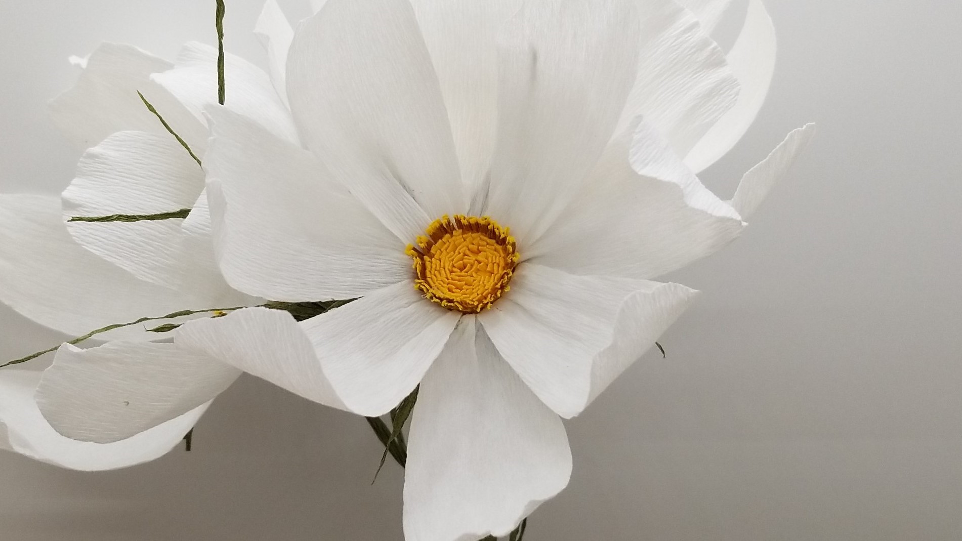 Crepe Paper Cosmos – With Template